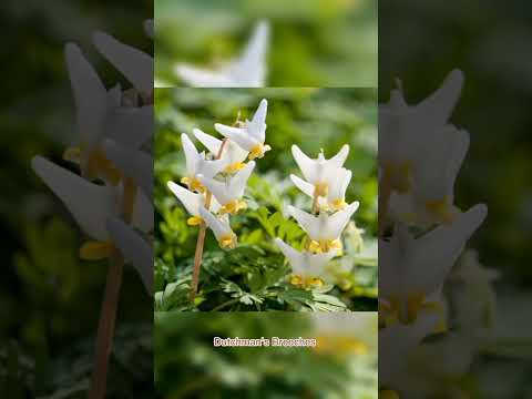 Flowers name Start with D subscribe my channel