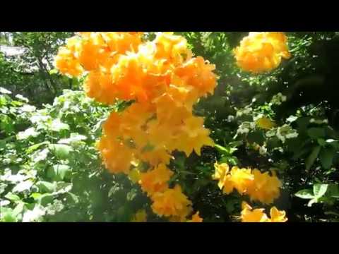 DECIDUOUS AZALEA TOUR