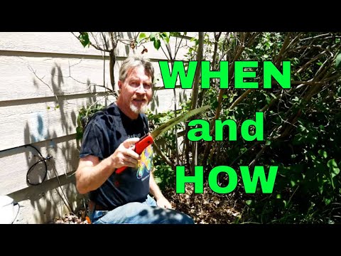 How to Prune Lilacs