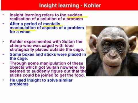 Insight learning - Psychology