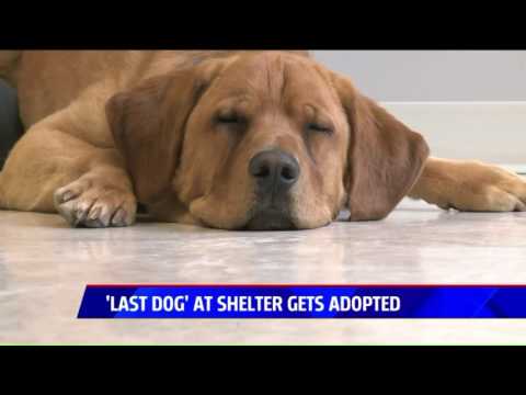 170526055 Disabled Dog Gets Adopted From Shelter After Facebook Post