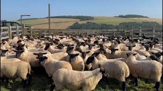 Sheep for Sale & Wanted | Border Livestock Exchange