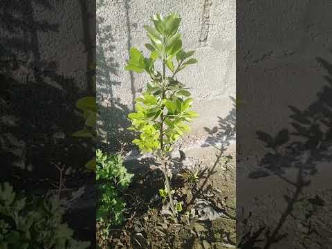 how to grow, plant & care for EUONYMUS JAPONICUS (spindle tree, japanese spindle tree) #short