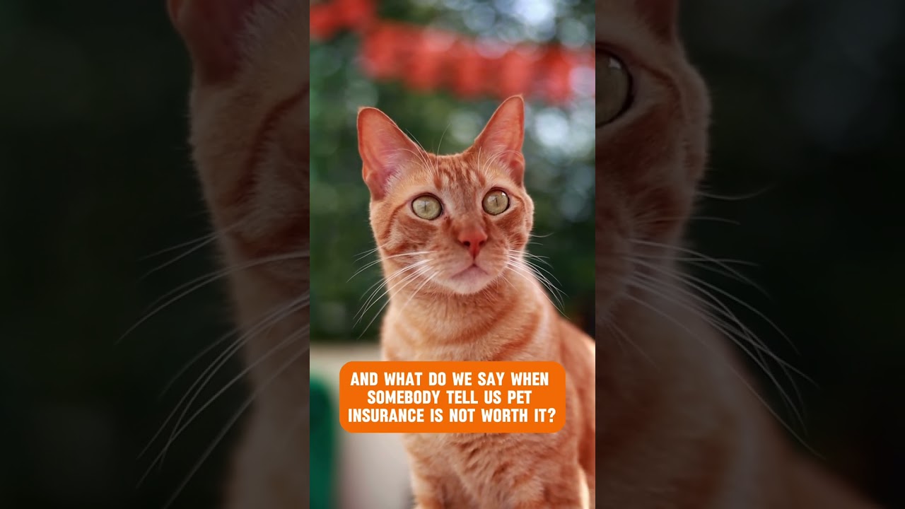 When someone questions the value of pet insurance, let your cat do the talking! 😾😹