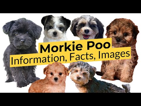 Morkie Poo Breed Guide: Information 🐶 Facts 🐶 Images 🐶 🔴2022🔴