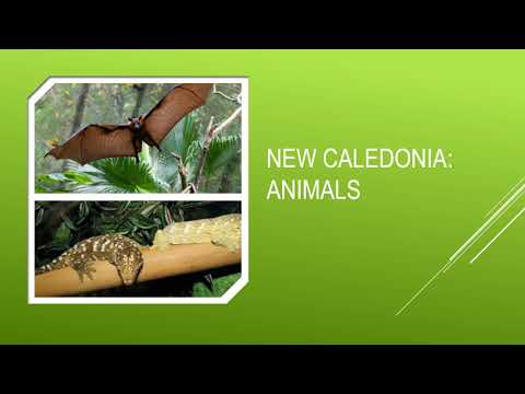 Tropical Deciduous Forest