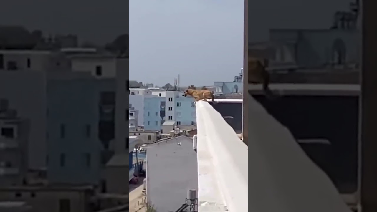 2 Dogs Trying To Jump From A Building #animals #shorts #dog #rescue