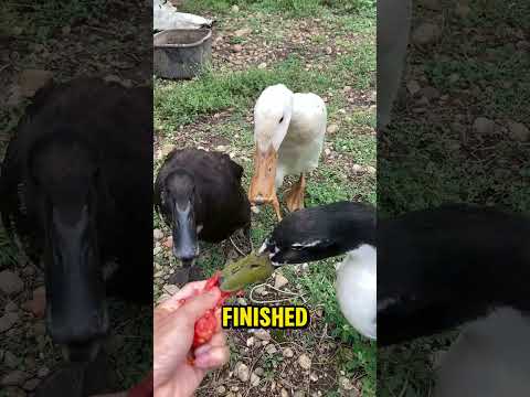 Feeding Our Indian Runner Ducks Their Favorite - Tomatoes! Donnie Pippin & Goldie Munch Away Happily