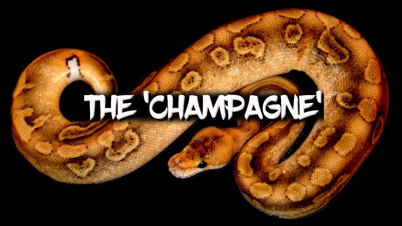 The 'Champagne' Ball Python Morph: The Potential and the Problems