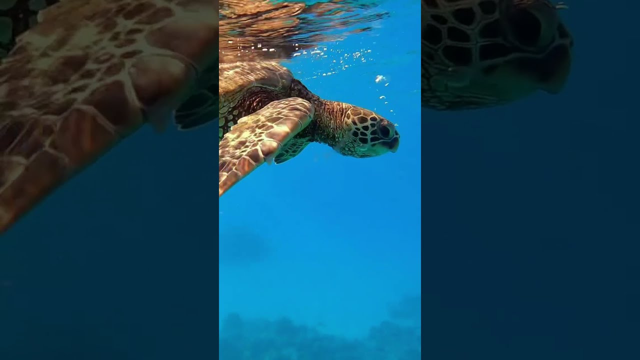 Sound of a Turtle/Have U Heard Before#TurtleSound#