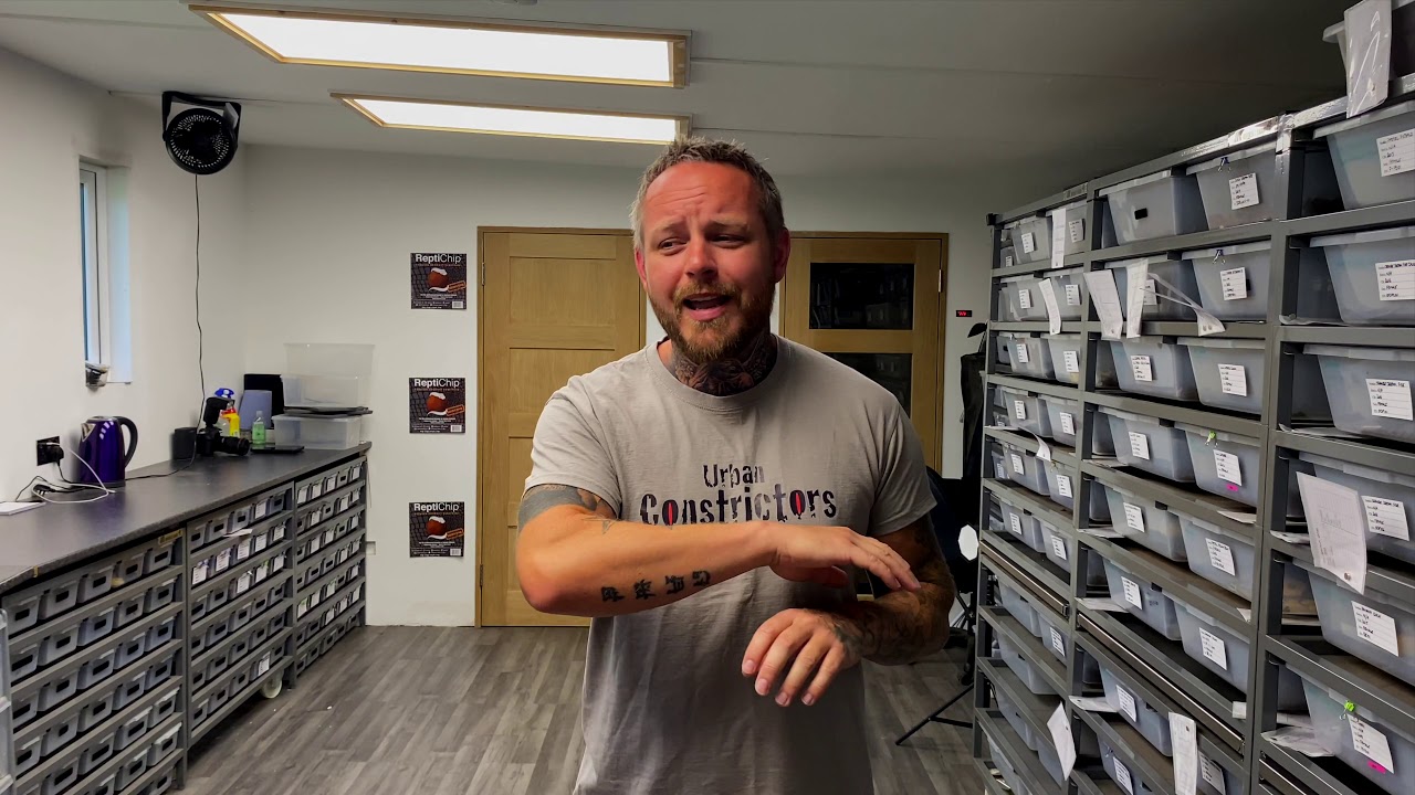 Ball Python Bite! While Pulling A 2020 Clutch
