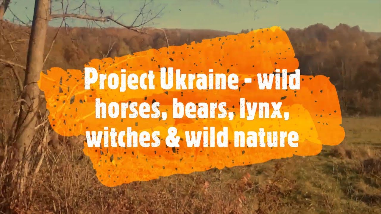 Black Raven Solutions  Project Ukraine   wild horses, bears, lynx, witches & wild nature #wildhorses