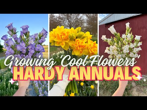 Grow "Cool Flowers" This Spring | Plant Hardy Annuals For An Early Garden