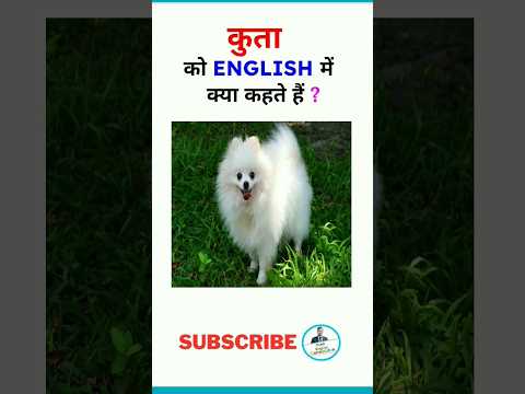 कुता को इंग्लिश में क्या कहते हैं? kutta ki English/ kutta in English/kuta in English Vocabulary