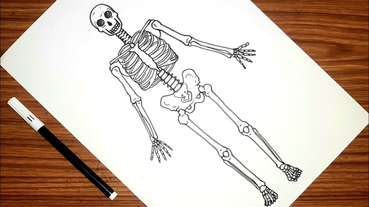 How to draw human skeleton | Human anatomy drawing | Skeleton system drawing |