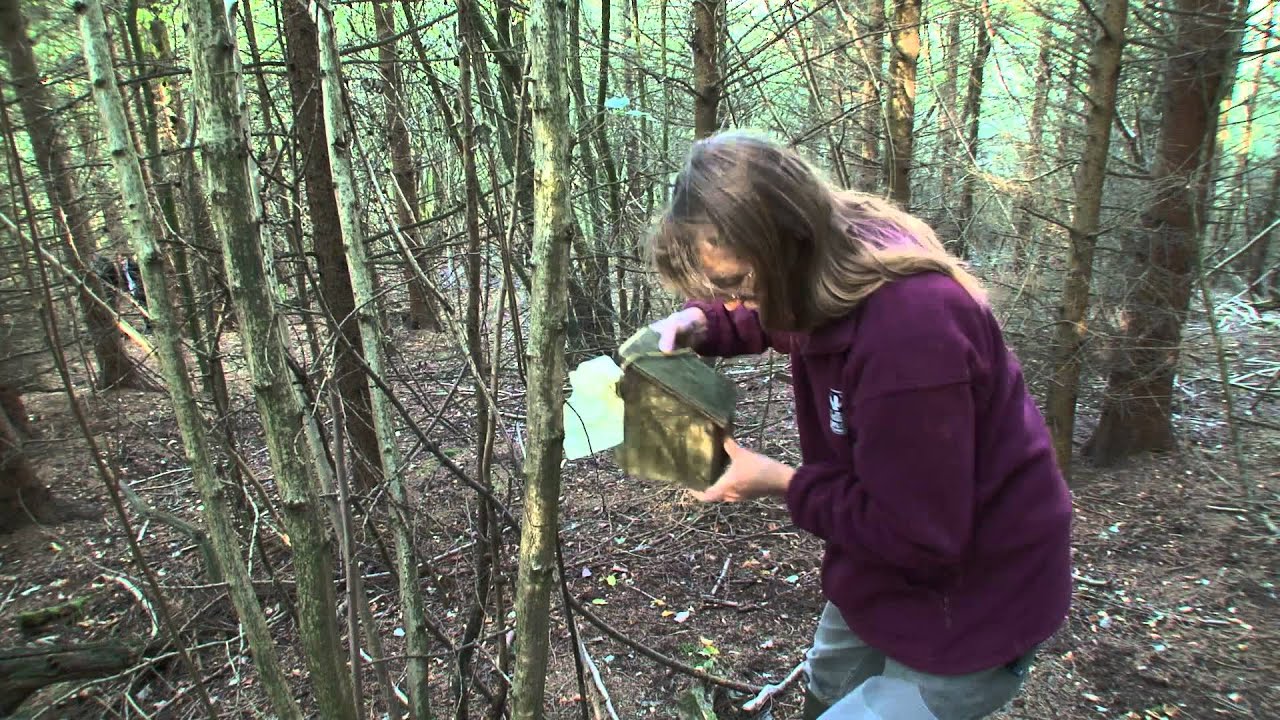 Helping the Dormouse