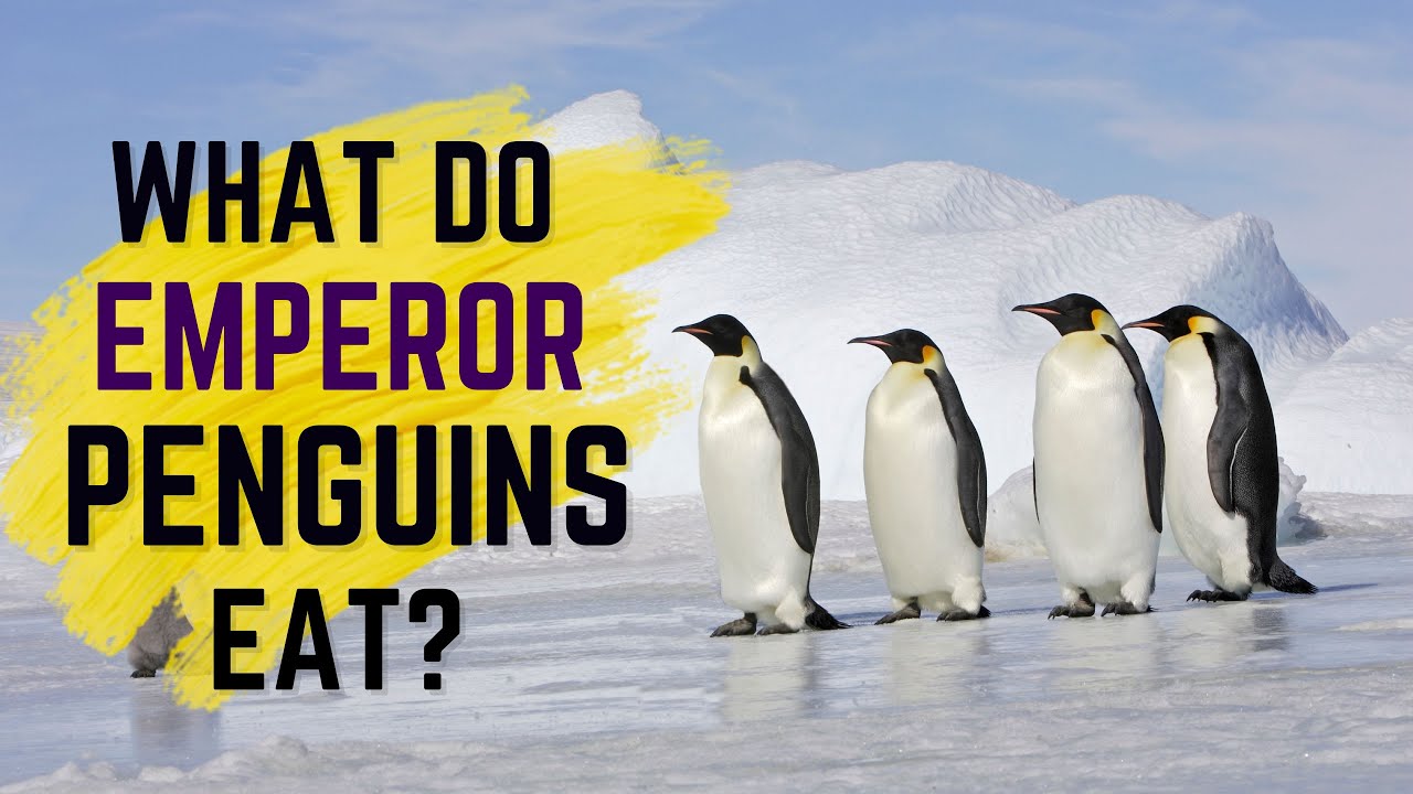 What Do Emperor Penguins Eat - Unveiling Their Diet & Hunting Techniques!