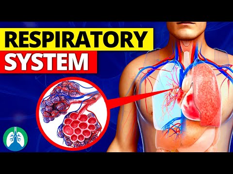 Respiratory System Made Simple [5-Minute Explanation]