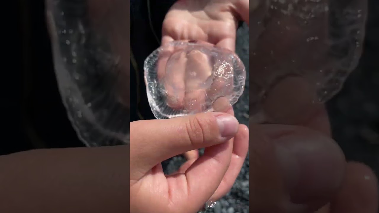 Beach Combing // we found a slippery clear jelly fish #nomadfamily #shorts #beachcombing