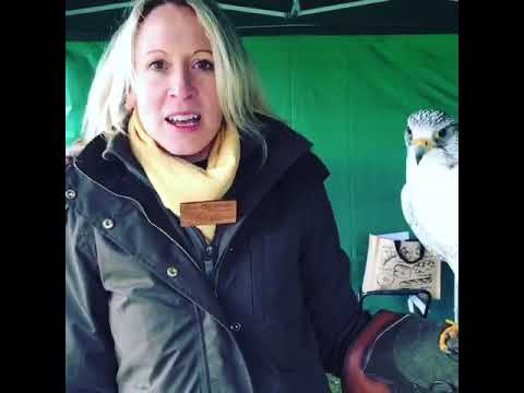 Go-active Falconry at White Post Farm