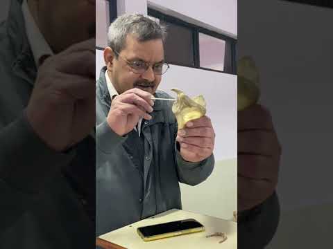 Topic - Inferior Belly of Omohyoid- Dr. Sanjay Chamoli at IDST College