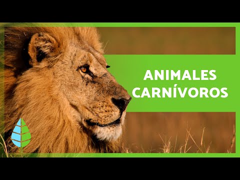 Cuáles son los ANIMALES CARNÍVOROS 🐻🐧 (Definición, Tipos y EJEMPLOS)