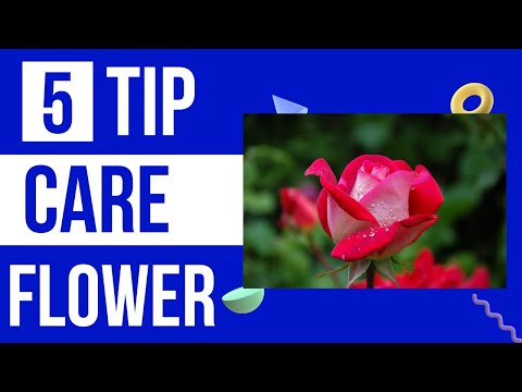 7 Tip Perfect For Caring Rose Flower Easily || Part 1