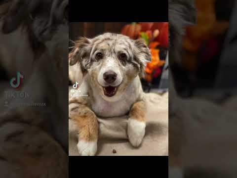 The Dapper Dog