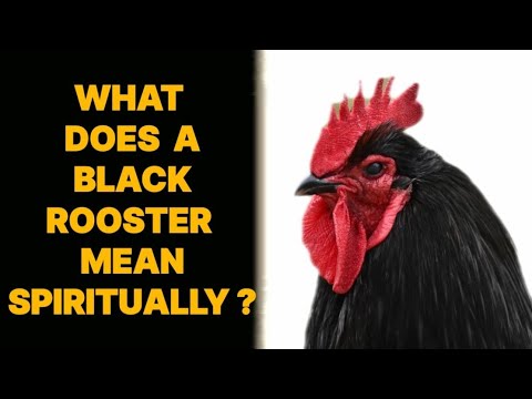 WHAT DOES A BLACK ROOSTER MEAN SPIRITUALLY ?