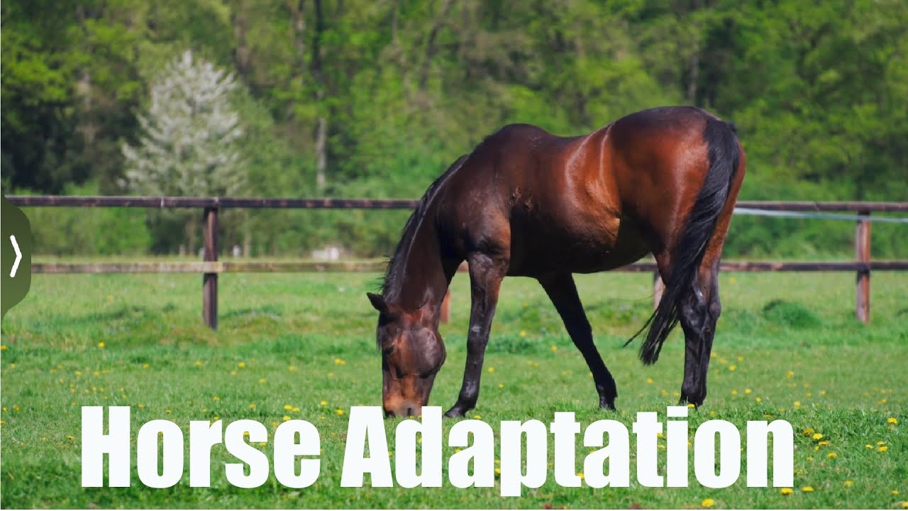 Horse Adaptation| Adaptation In Horses| Adaptation In Animals #adaptation #horses #horse