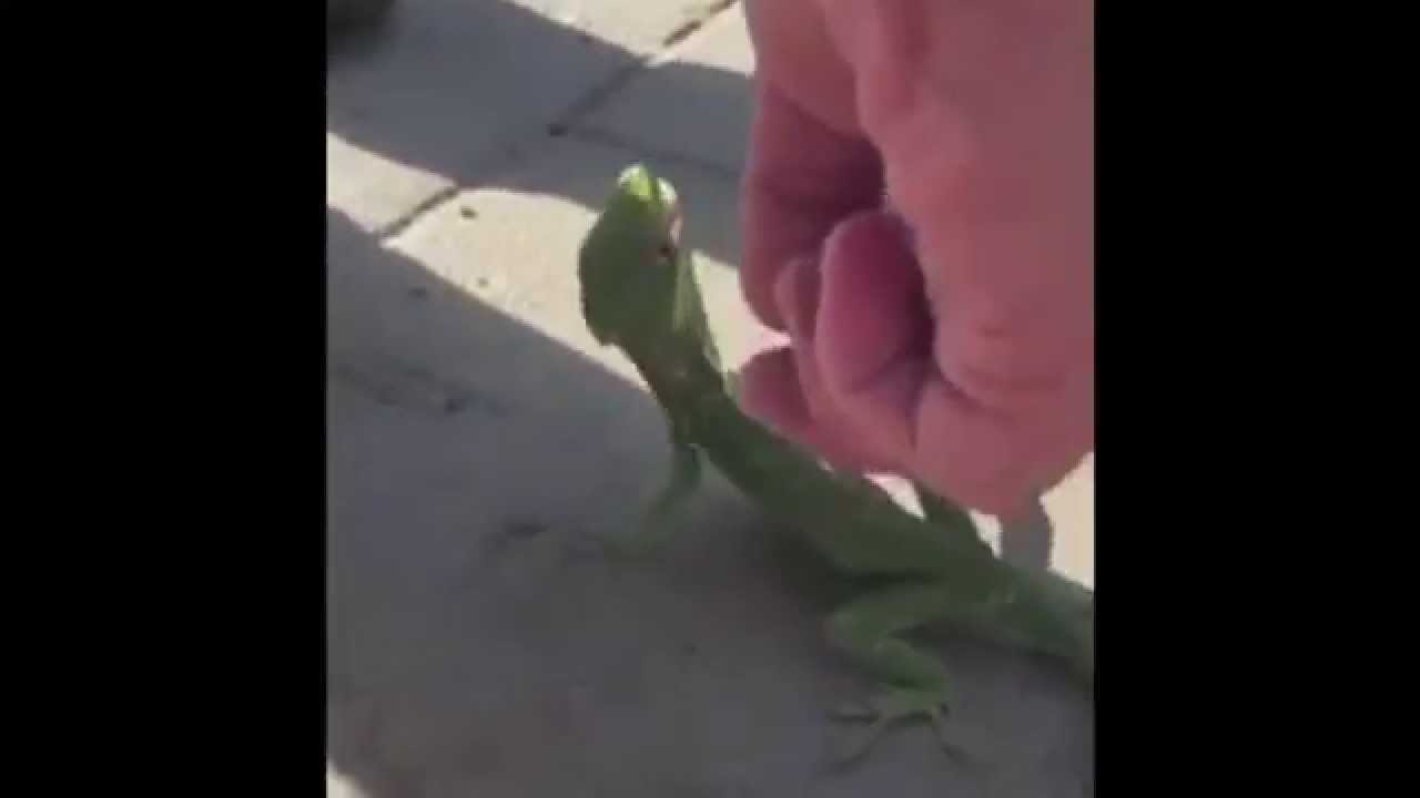 Man Finds Out That Lizards Don't Bite