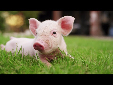 Les animaux : Épisode 3 - Le cochon