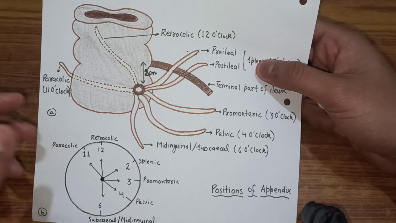 Vermiform Appendix ( Features & Positions )