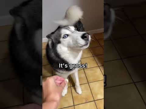 Husky REFUSES To Take Her Vitamins!
