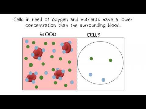 Diffusion in the Body