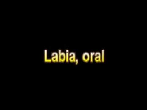 What Is The Definition Of Labia, oral - Medical Dictionary Free Online Terms