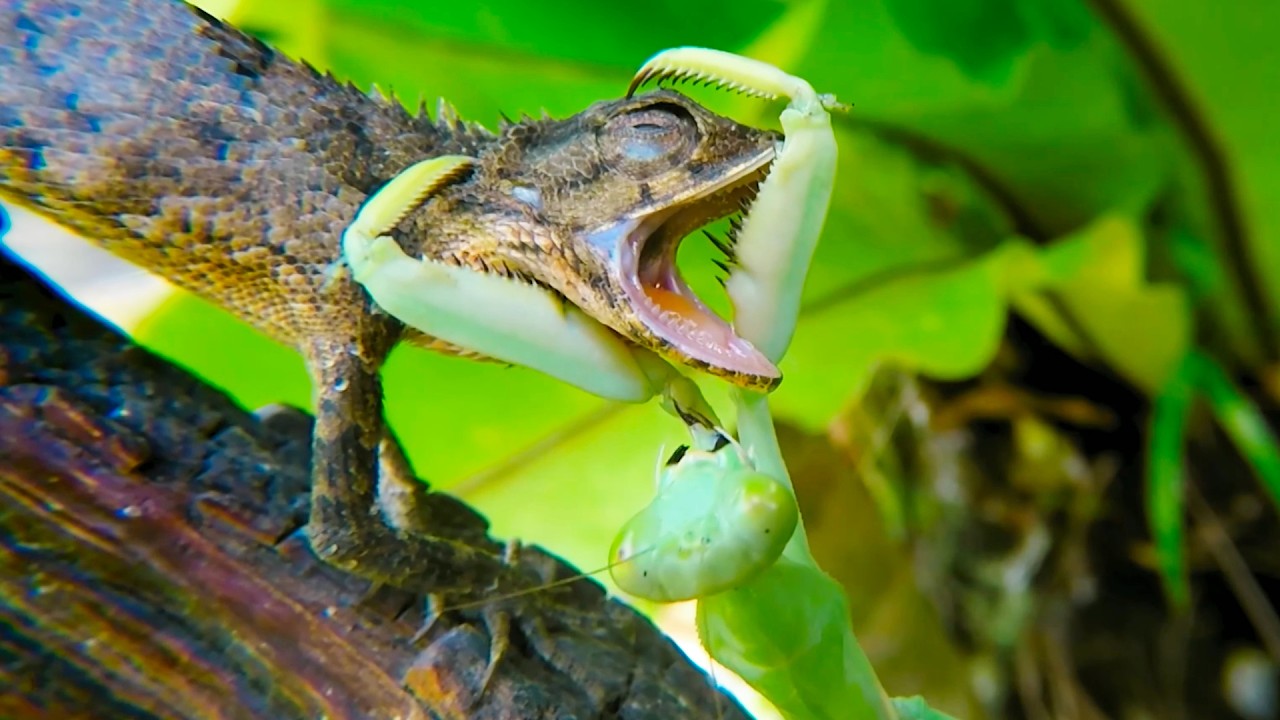 The Shocking Brutality of a Mantis Kill