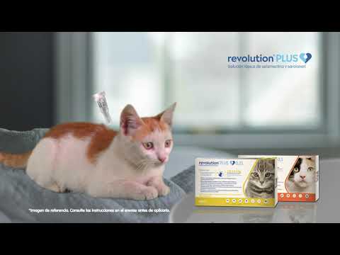 Revolution Plus 2021