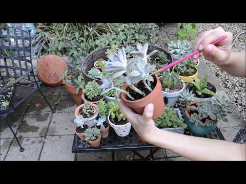 HOW TO CARE FOR SUCCULENTS (Watering & Maintenance)