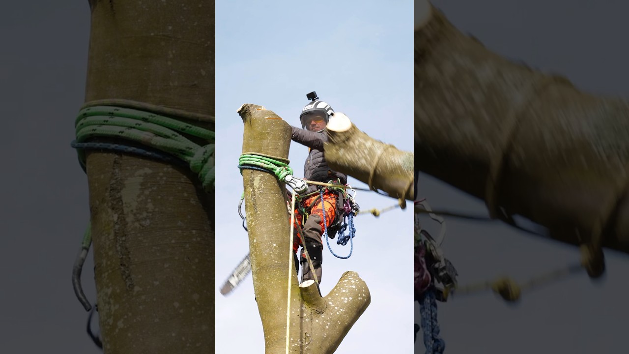 Negative rigging with Ben Connon and Charterhouse Tree Care #rigging #treework #arborist #arbortec