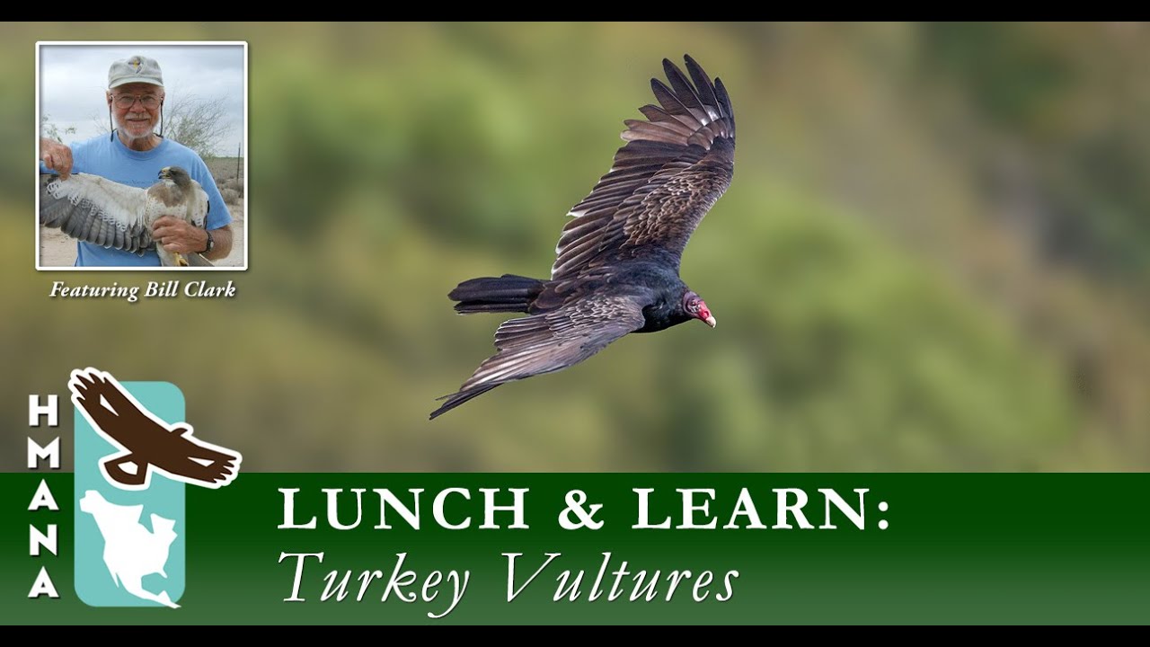 Lunch & Learn Series: Turkey Vultures