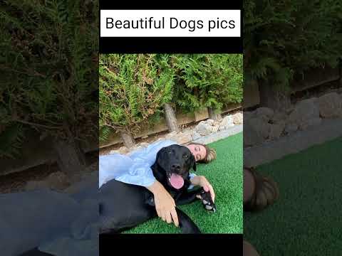 Cat and dog pictures #dogshorts #catsofyoutube #catspetsandanimals #funny #catvideos #shortsvideo