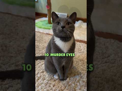 Did you change your cat’s name? Audio by : purrfectinfluencer #cats #yourcat #catsrule #mycat