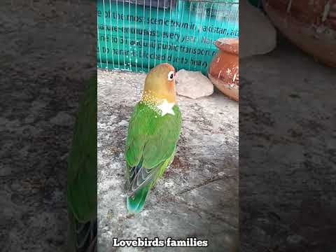 God gifted species