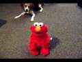 Tickle Me Elmo Laughing Sitting Down Watch HD Mp4 Video Download Free
