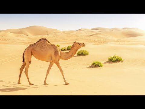 Musical statues - Interactive animal game for kids