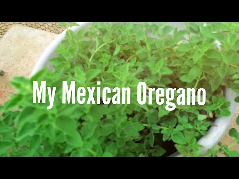 My Mexican Oregano - Herbs 08-13-15 (High Density Espalier Gardener)