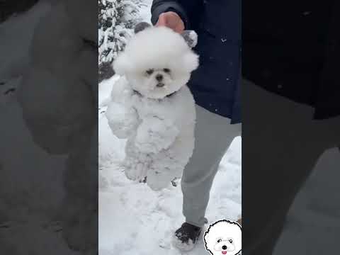 Bichon frise (attention)