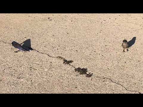 Front yard nest- (6/8/25)