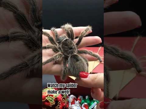 This tarantula is making a web! Spider webs are 5x stronger than steel #tarantula #spider #spiderweb